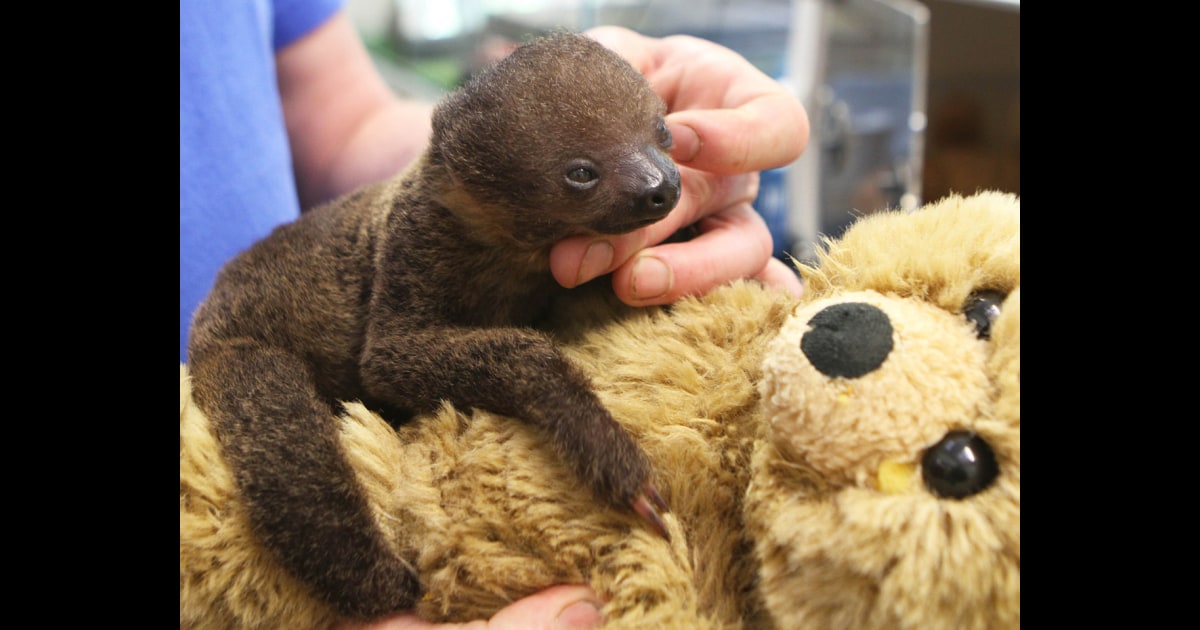 Are you my mommy? Baby sloth adopts teddy bear as mother