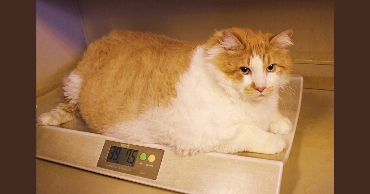 At 40 pounds, Garfield is newest fat cat on Internet