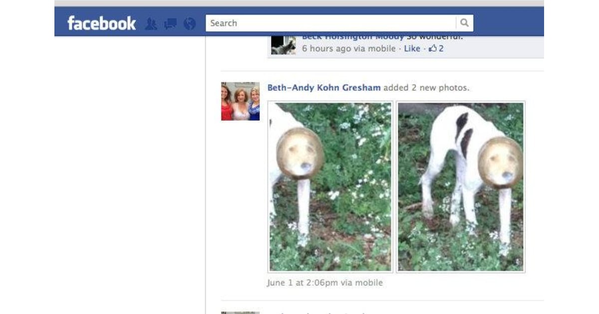 Facebook friends rescue 'Miracle' the dog