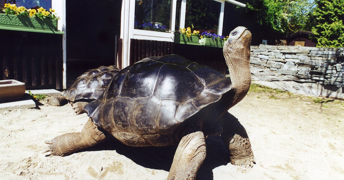 Shell shock! After 100+ years, it's splitsville for tortoise couple