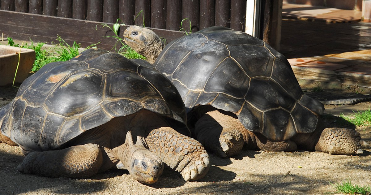 Shell shock! After 100+ years, it's splitsville for tortoise couple