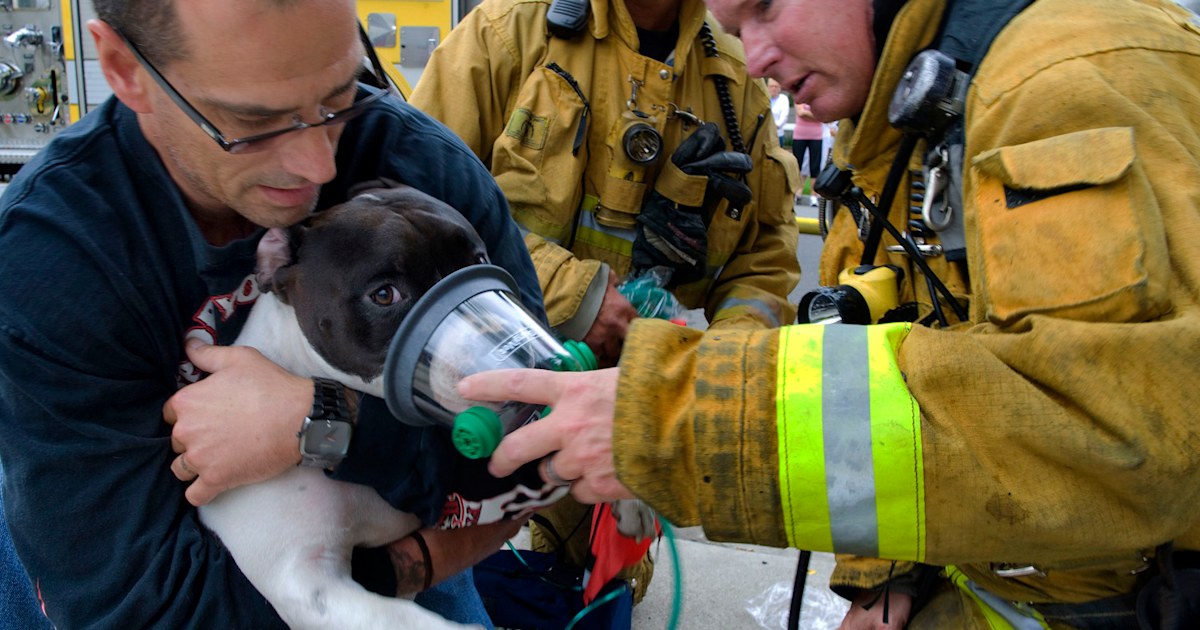 Firefighters rescue dogs, cats from California house fire