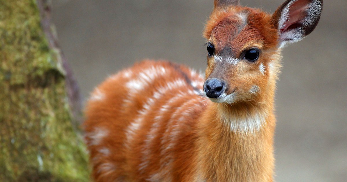 What's this? Curious baby antelope explores home