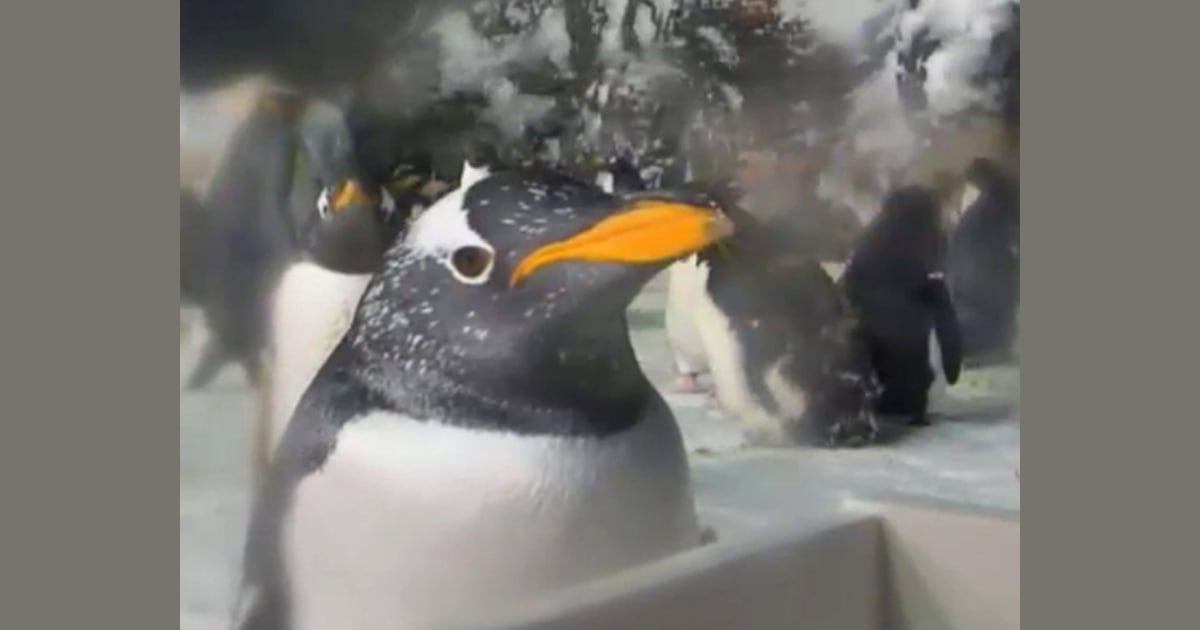 Warning: Live penguin webcam is highly addicting