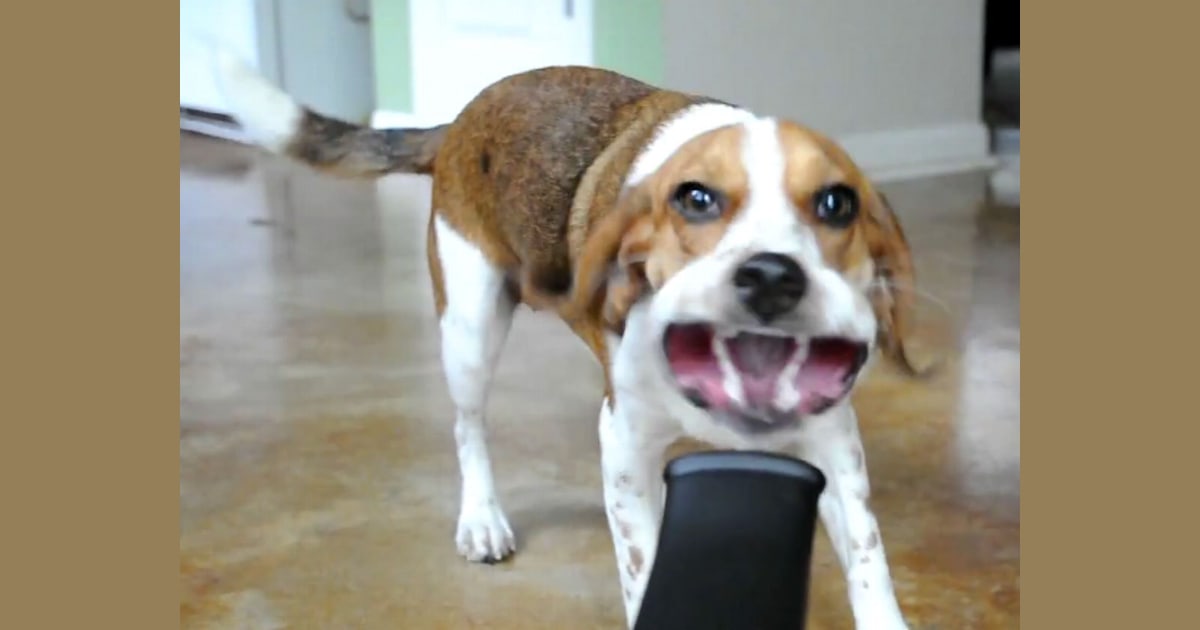 Animals vs. machines: Epic battles caught on video