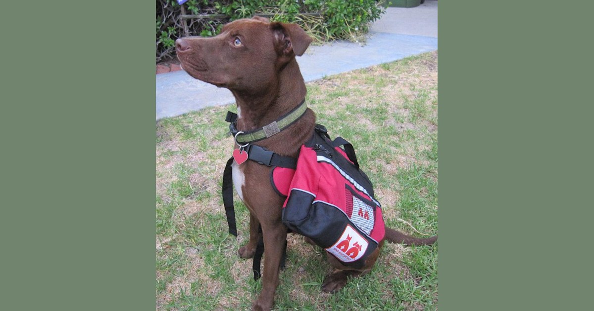 Prepare your pet for disaster with a stylish emergency pack