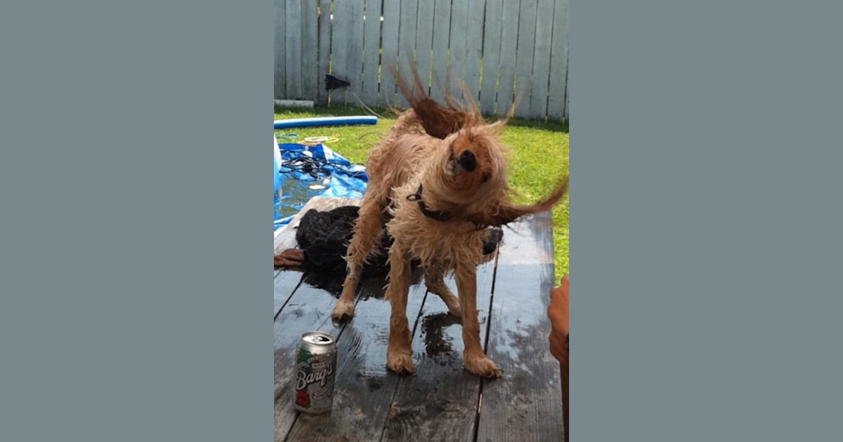Back in the water! Here are more of your wet pets