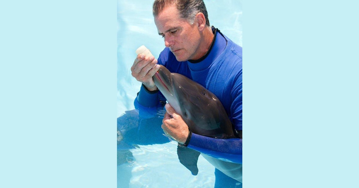 Stranded newborn dolphin rescued from shallow waters