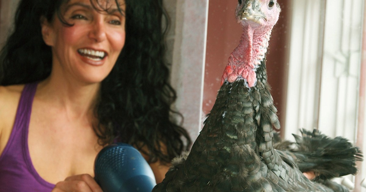 Chummy or yummy? When turkeys are friends, not food