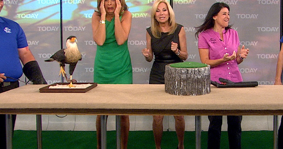 Hawk goes rogue in Studio 1A, hides above the set