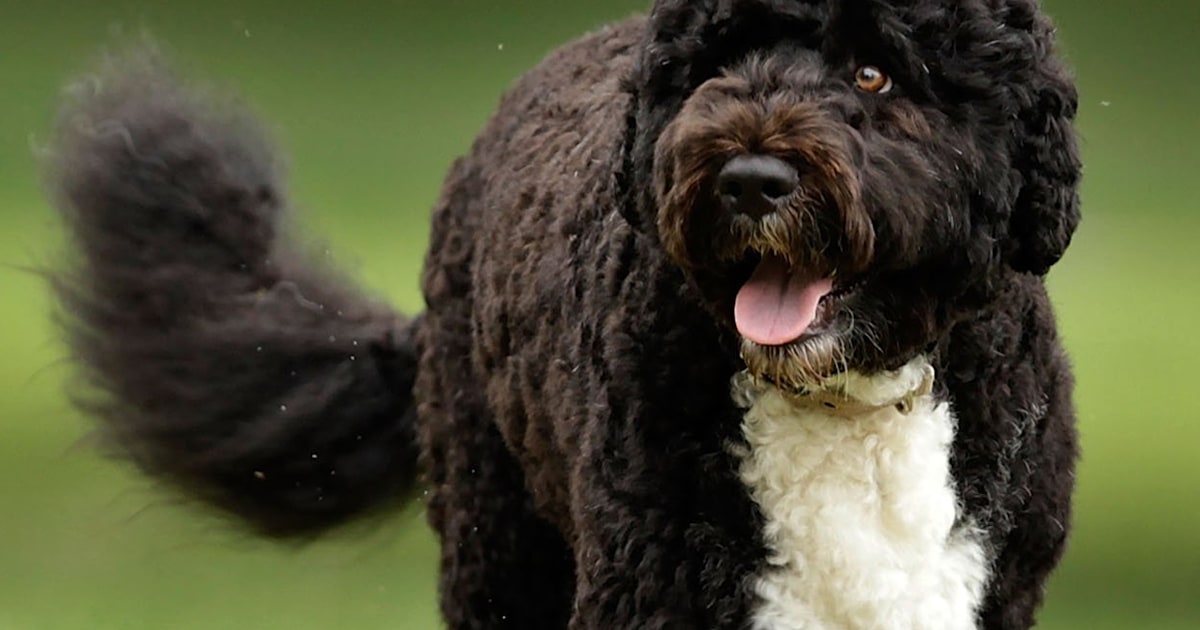 Happy Birthday, Bo Obama! The first dog is 4