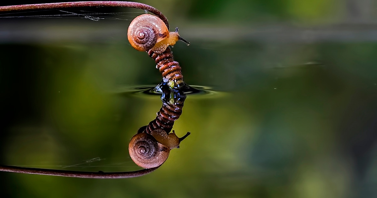 Walking on water: Insects put on a show