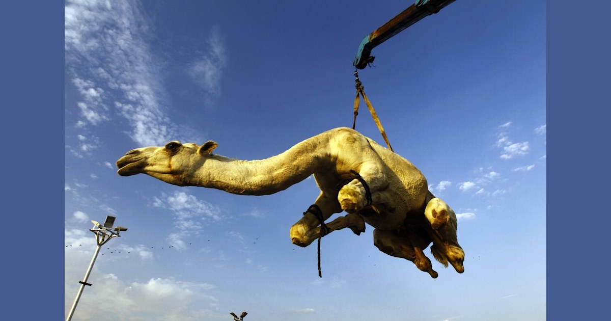 Camel prepares for turbulence