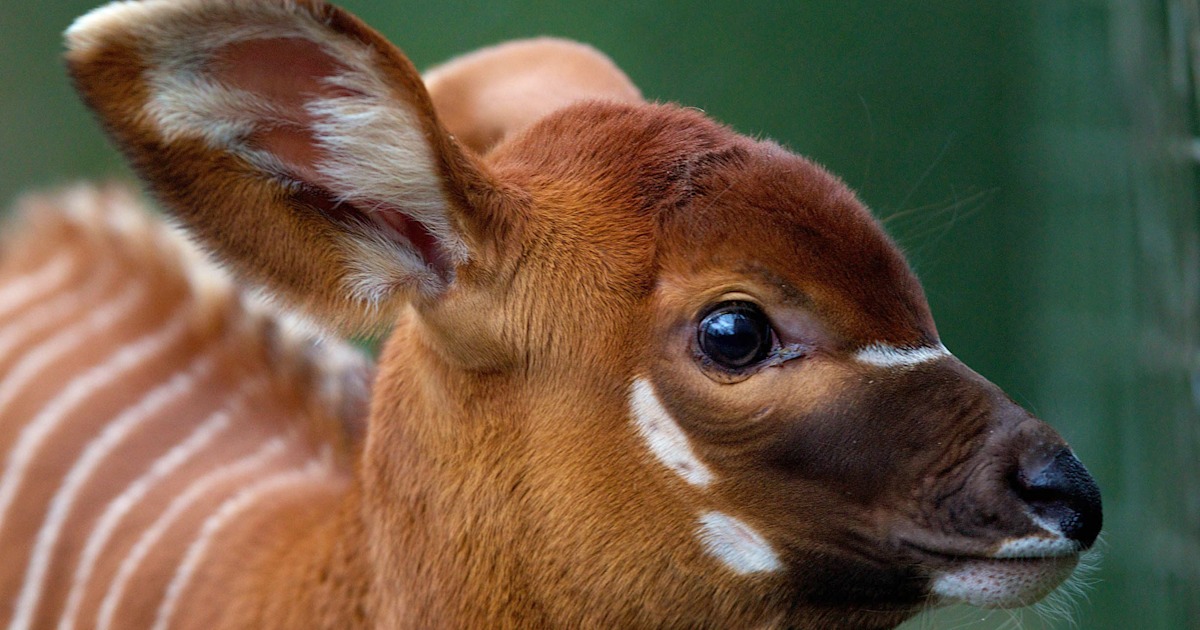 Unusual animals: What is it?