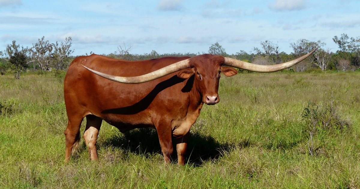 Take this bull by the horns (all 109 inches of them)