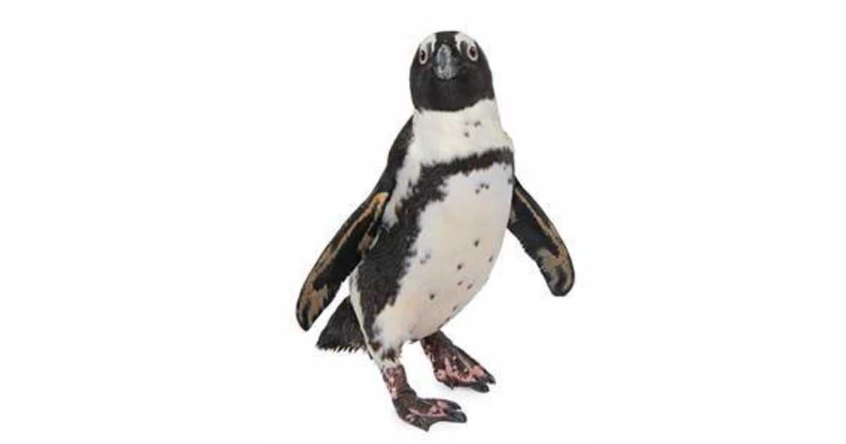 Roast Beef the penguin charms nursing-home residents