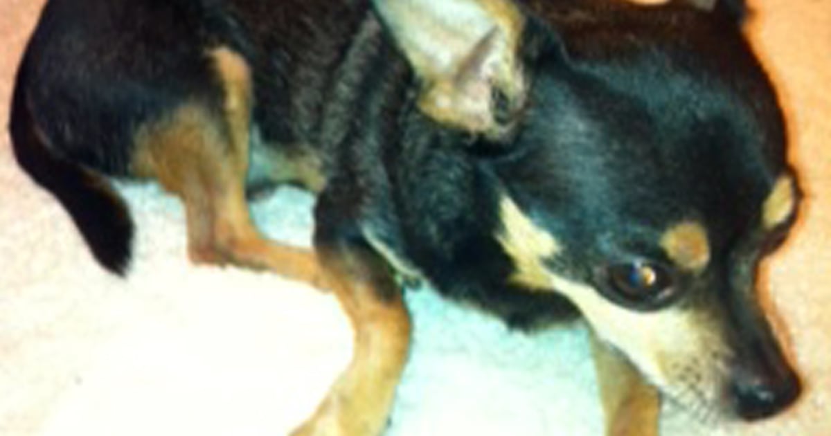 More photos of your cute mutts!