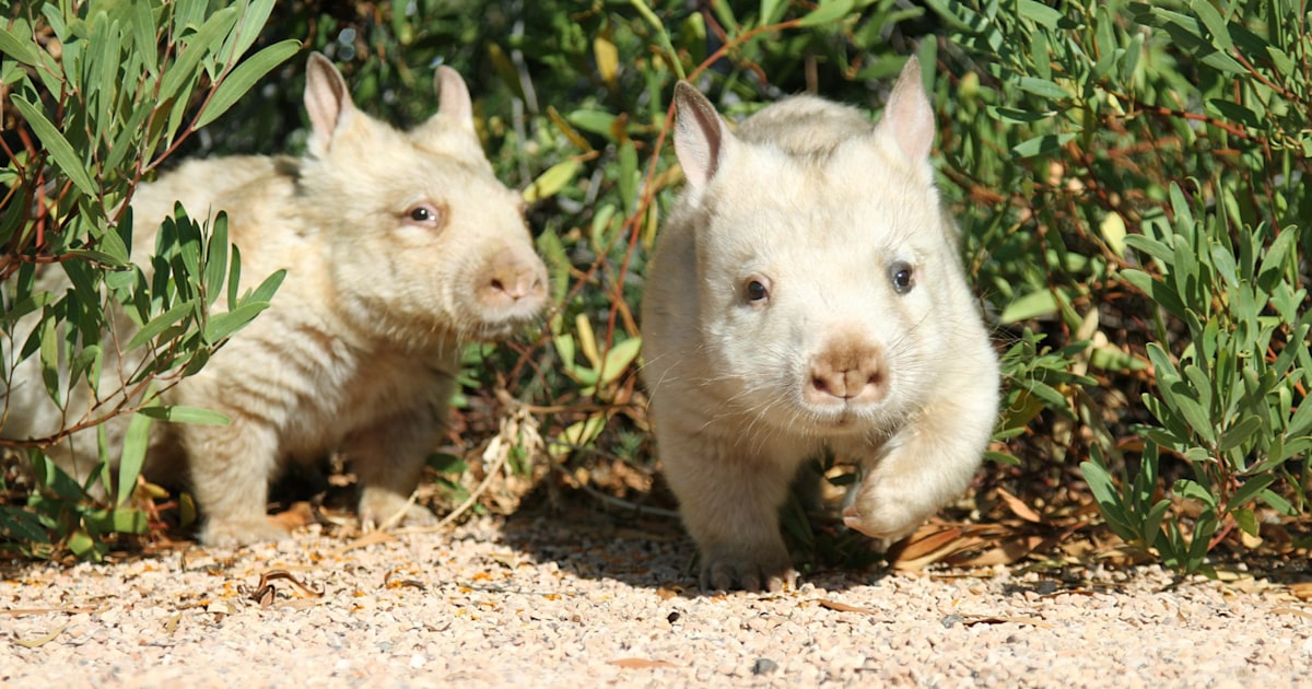 Furry, fuzzy, wonderful wombats!