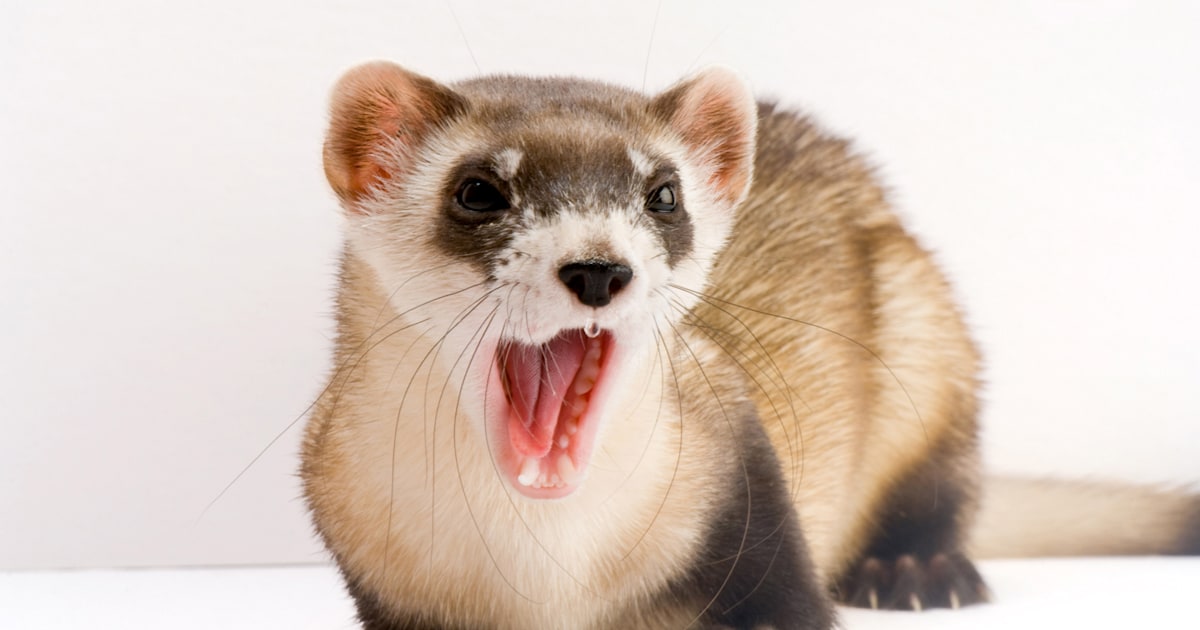 Gorgeous portraits of endangered species draw attention to their plight