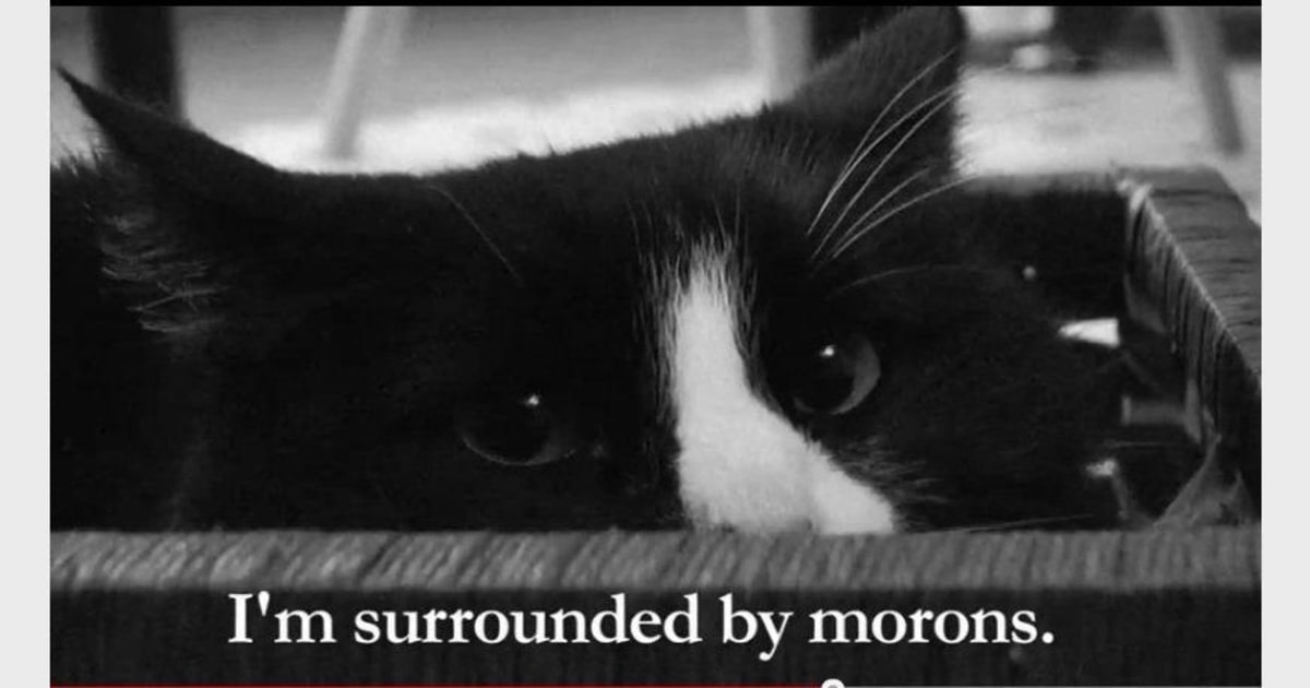 People's choice for 'Best Cat Video' is French, existential