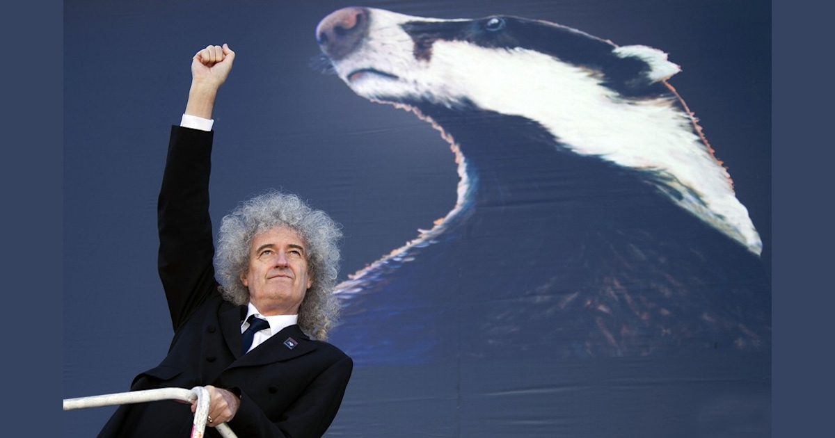 Queen's Brian May battles for threatened badgers
