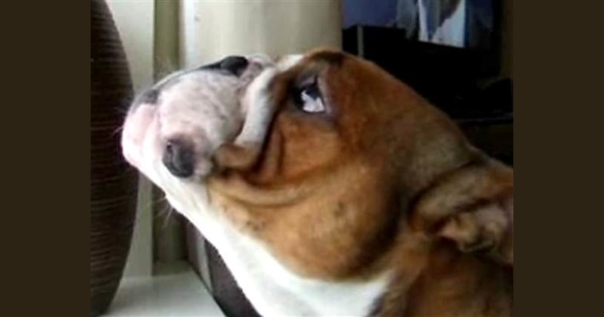 Singing bulldog howls along to Pavarotti