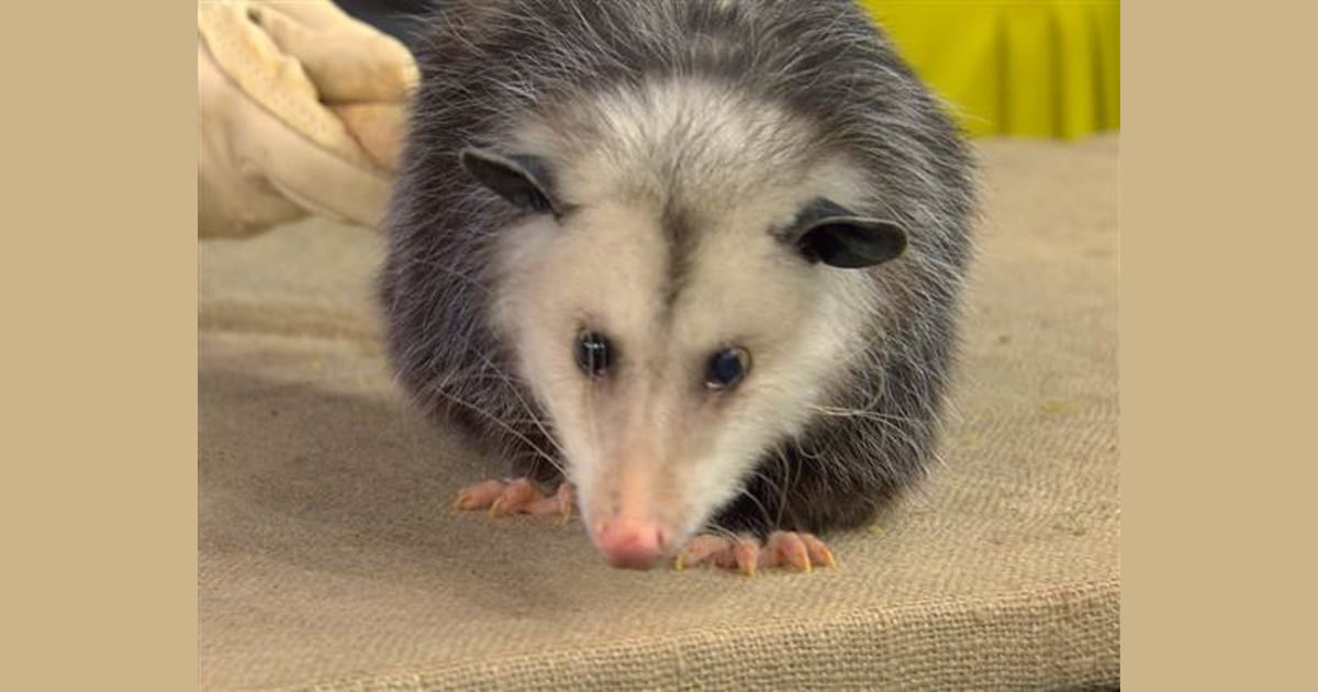 TODAY anchors meet tricky opossum, milk snake