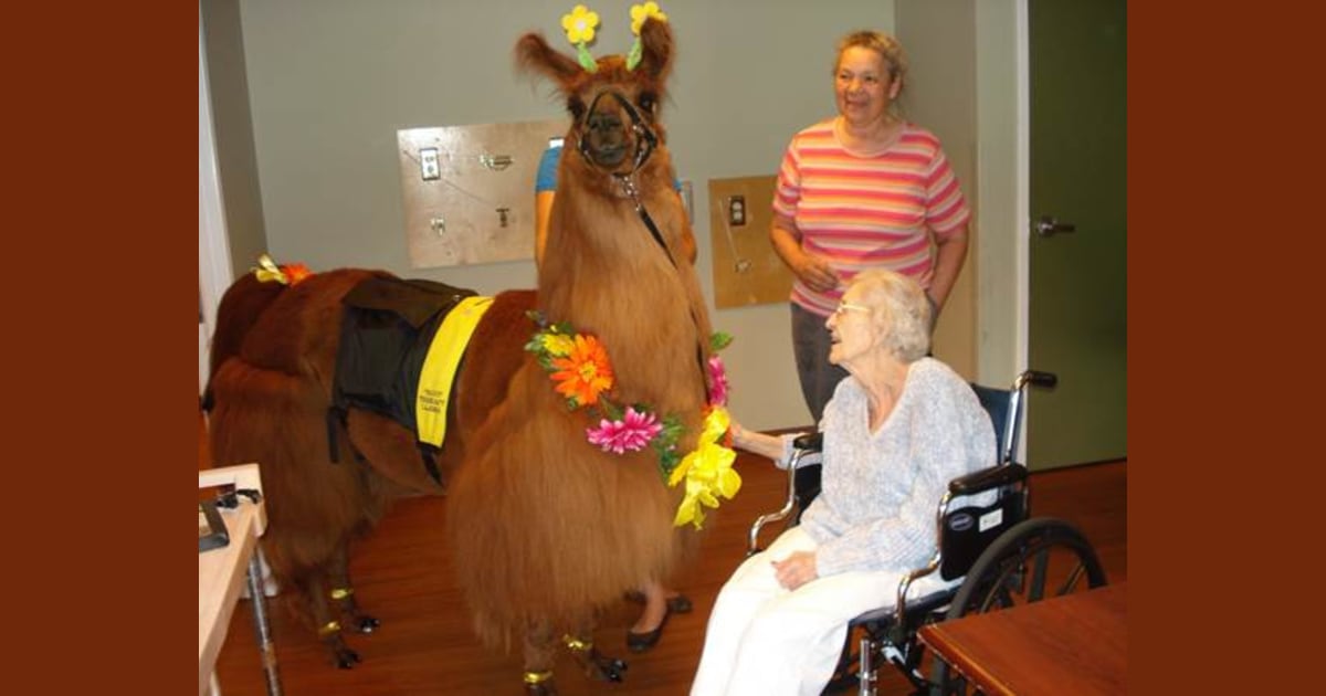 Therapy llama's 'special gift': making people smile