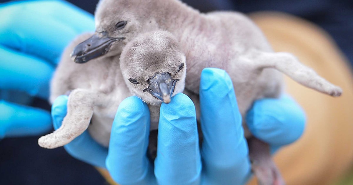 Baby penguins take their names from 'Doctor Who'