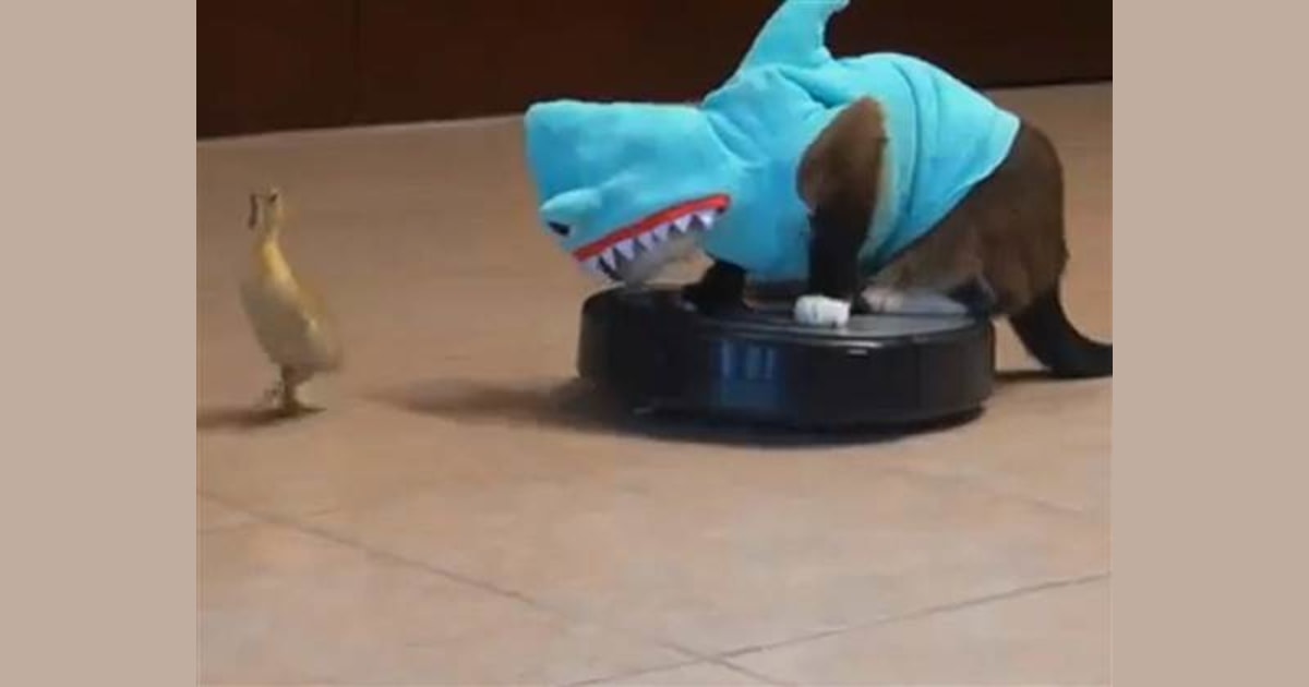 Cat in shark costume chases baby duck