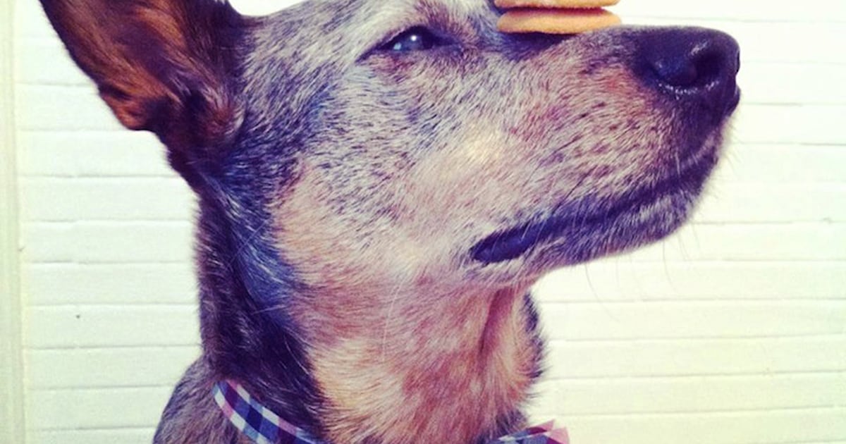 Keeping a level head: Dog's balancing act goes viral