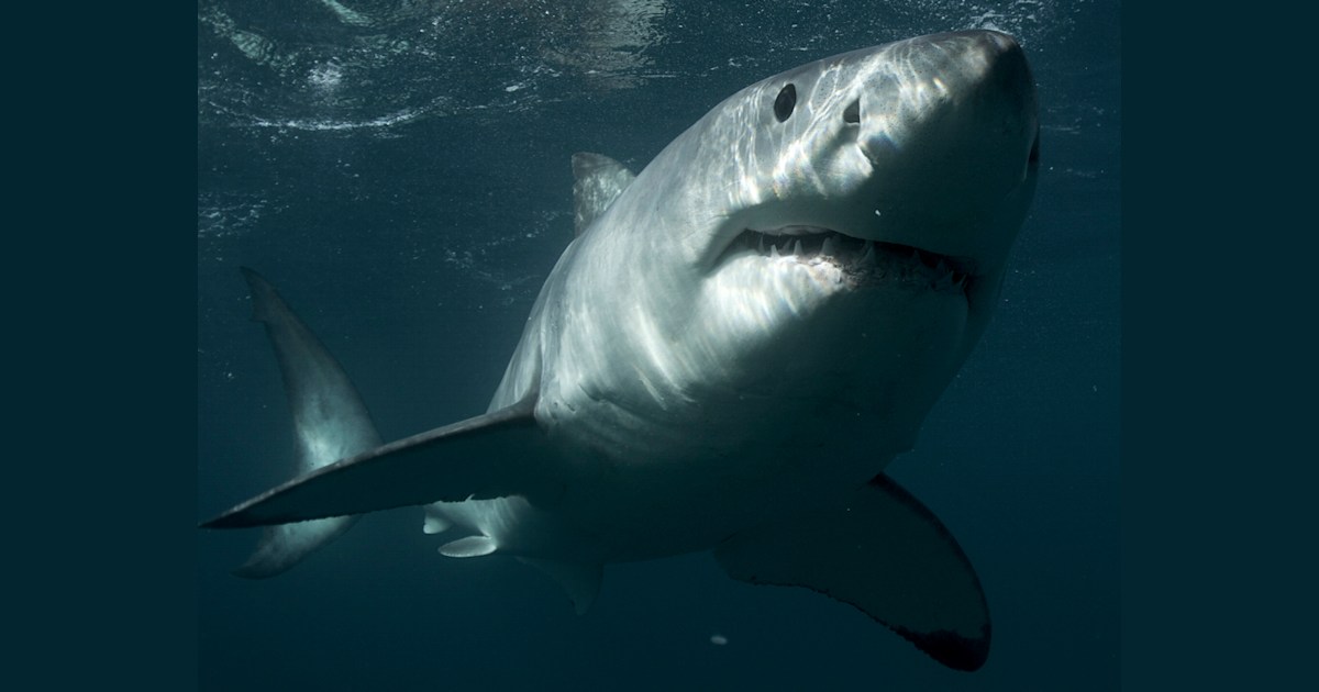 'Shark Week's' ready to shred 'Sharknado' as it returns for 26th year