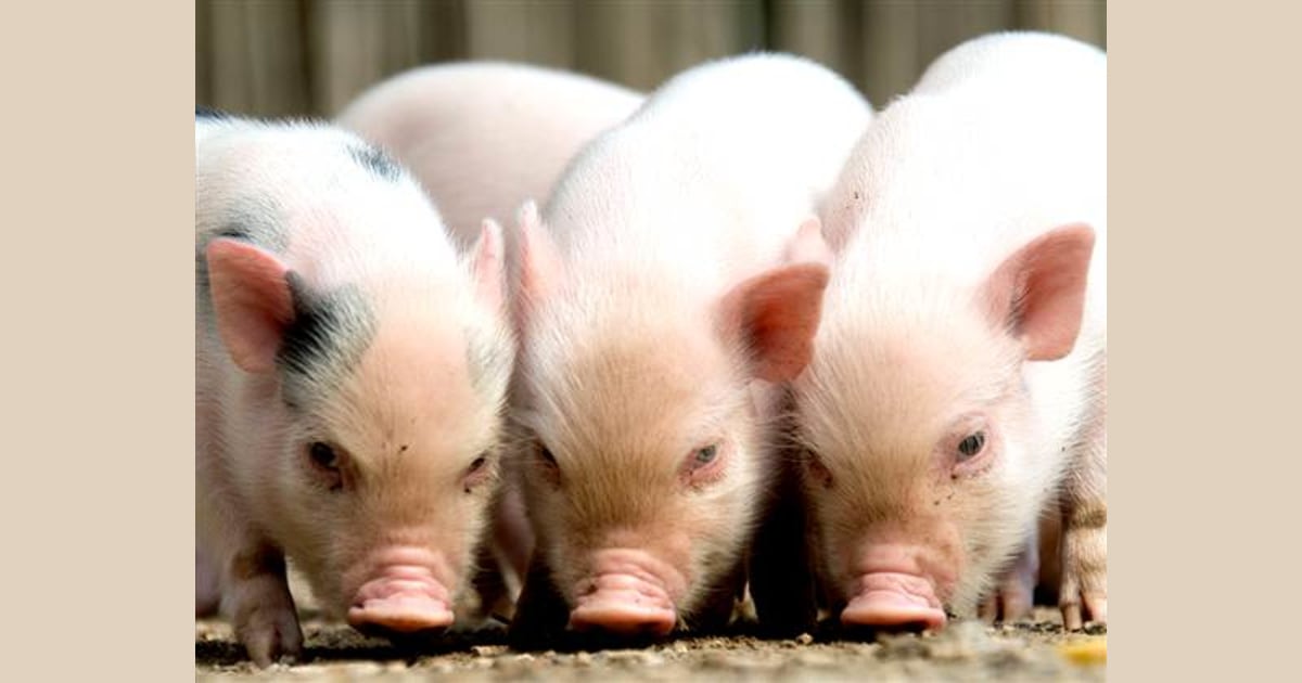 Three little piggies and more of the week's best animal photos