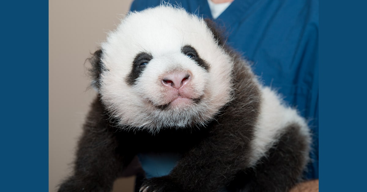 National Zoo's baby panda Bao Bao to make public debut in January