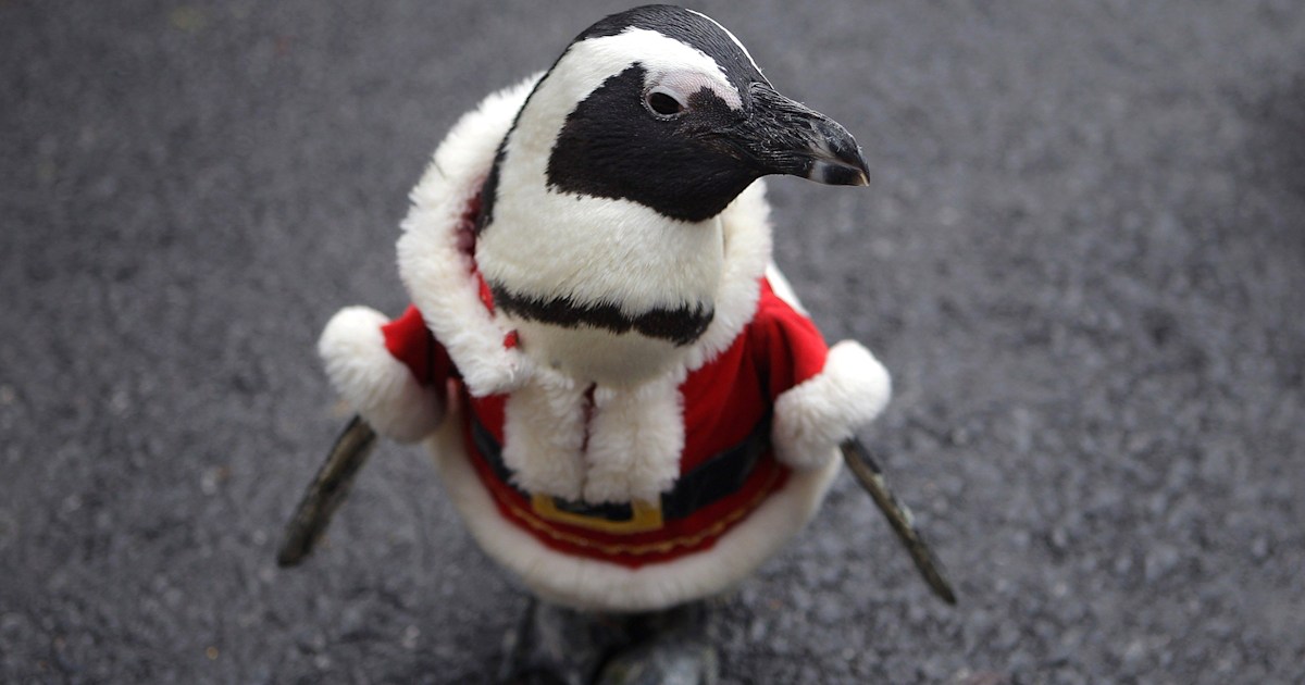 See how animals celebrate Christmas!