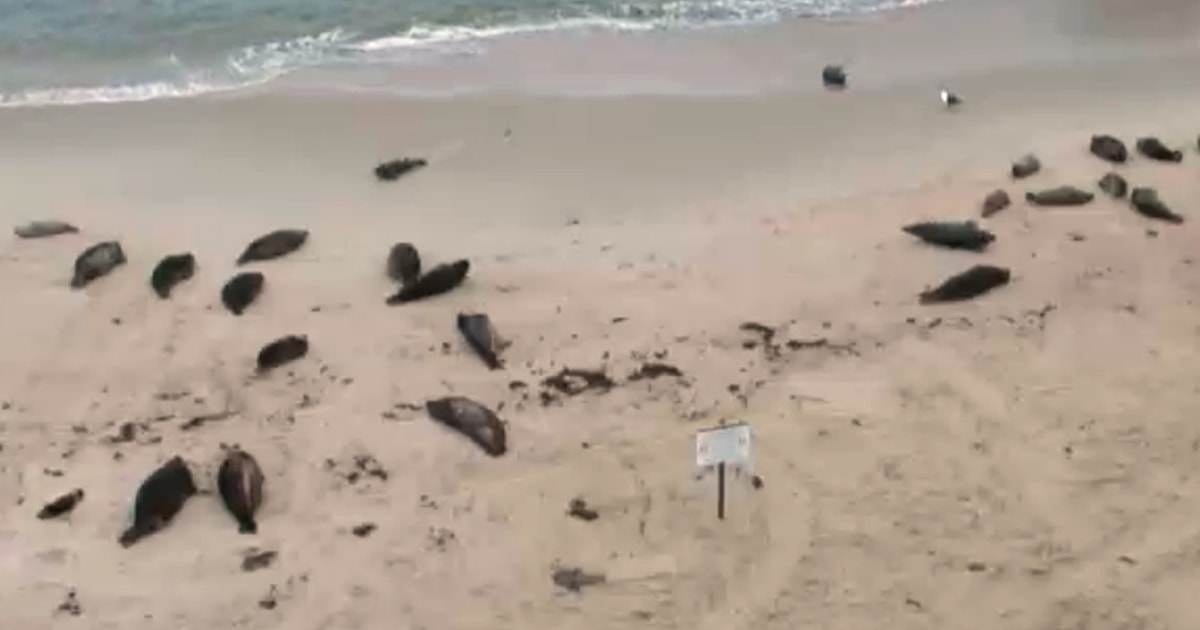 'Seal cam' offers live view of San Diego seals