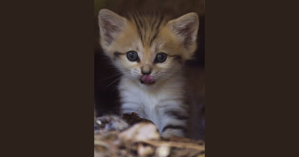 Rare Sand Cat kitten born in Israel