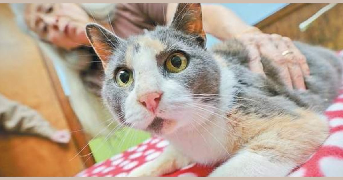 'Fortunate' feline: Cat survives 8-day stay in tree, followed by 80 ...