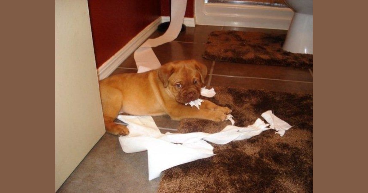Did I do that? 9 cute pets causing trouble