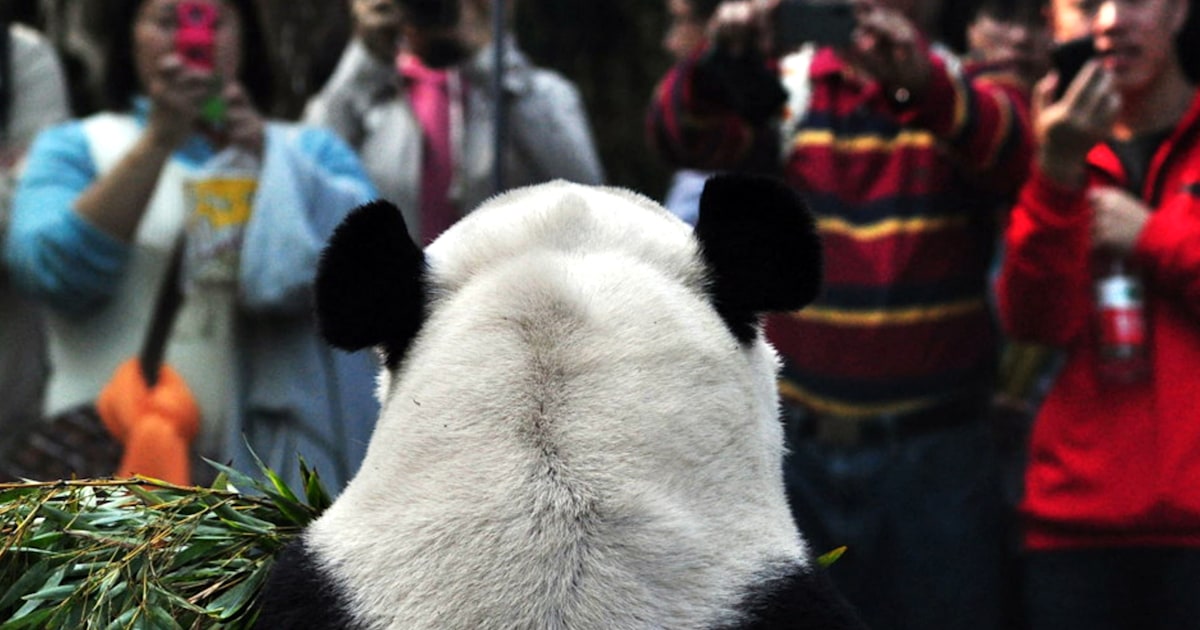 'Panda diplomacy' builds relationships, fills coffers