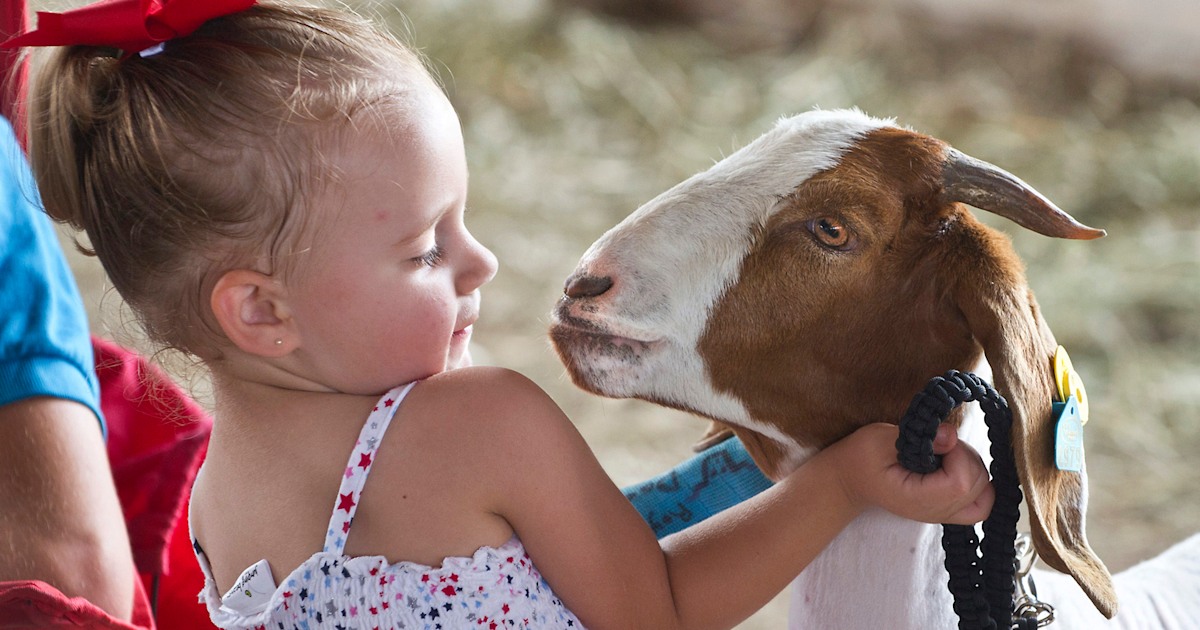 Here's looking at you, kid. Little girl makes eyes with her goat in ...