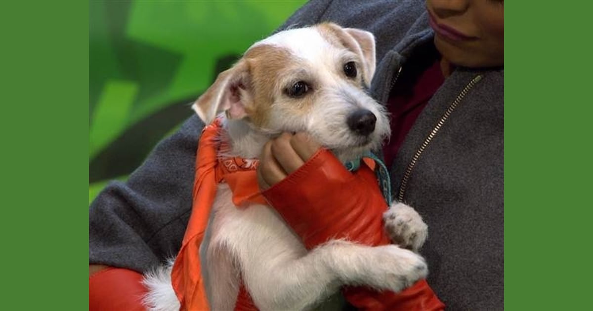 Bow to Wow: Opt to adopt three pooches and one cuddly kitty