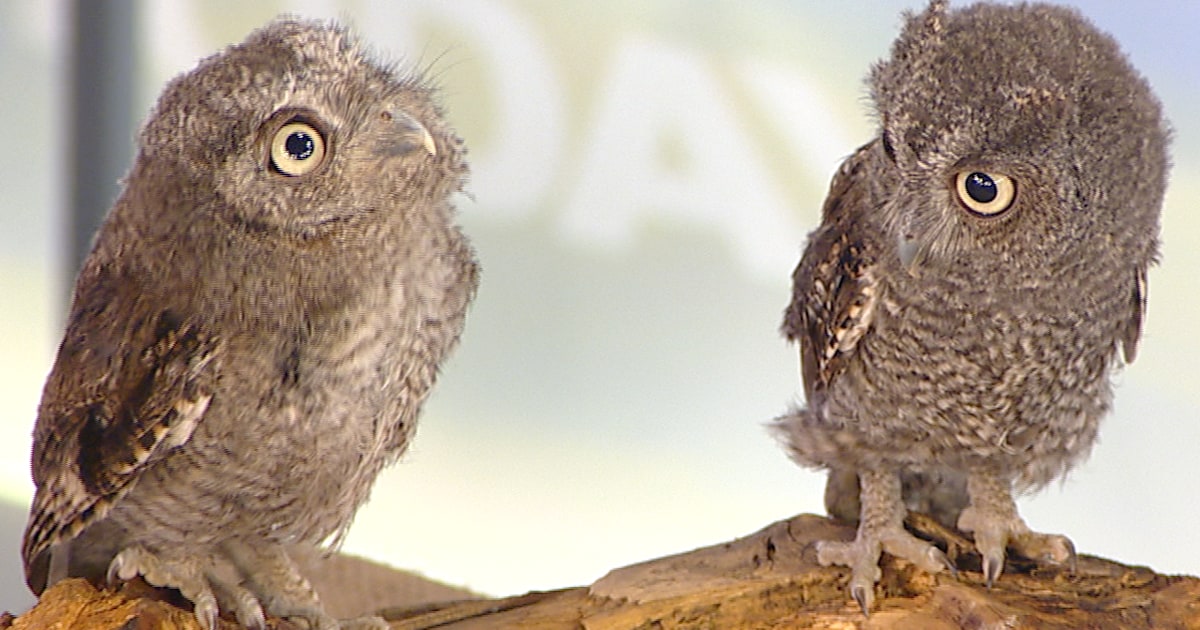 Baby animals take over studio 1A