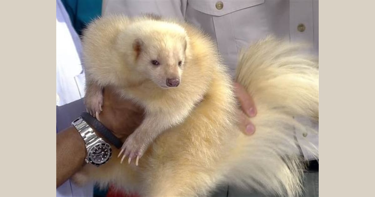 Alligator, skunk join TODAY anchors on the beach