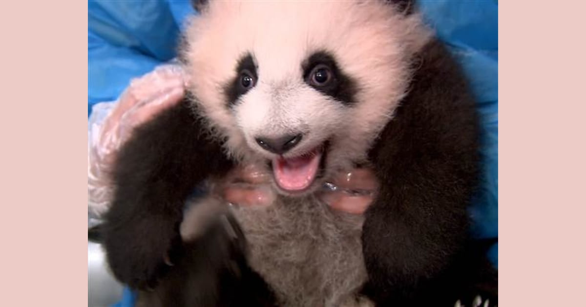 Are adorable pandas worth the price of saving?