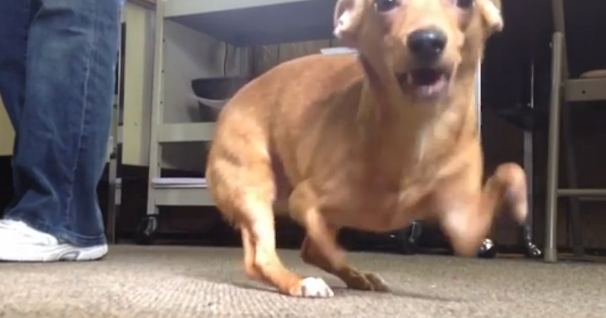 Donations help disabled 'kangaroo' dog walk again