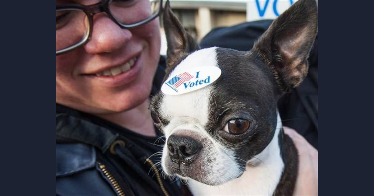 Voting dogs and 23 other amazing animal photos