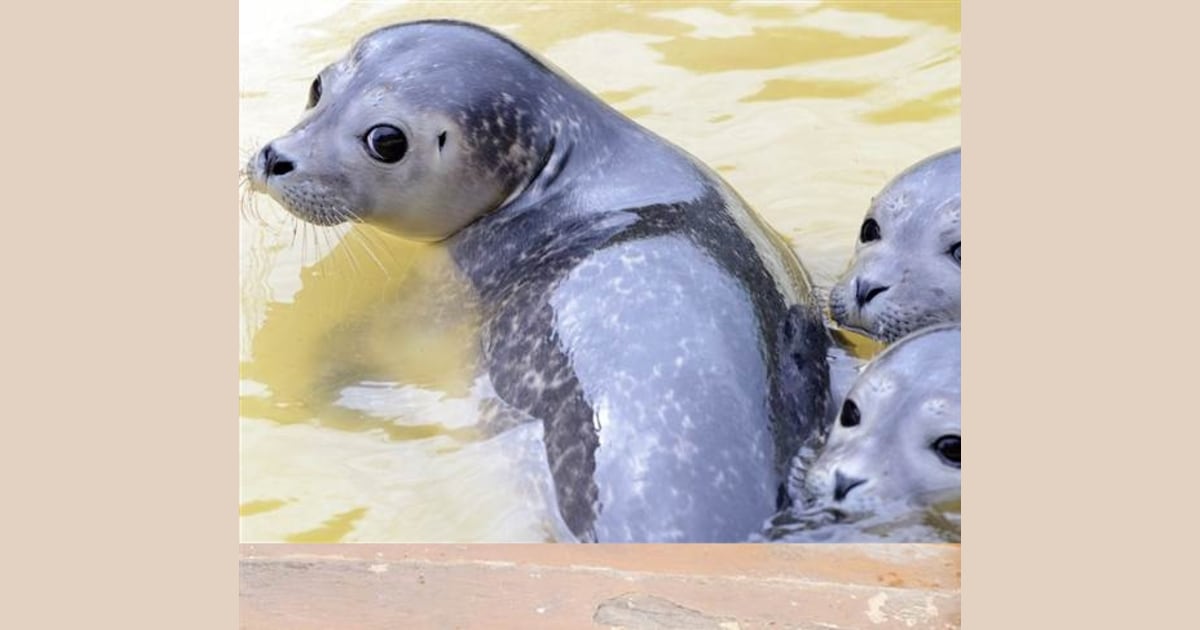 Aw, sweet seals! Check out 19 cute animal photos
