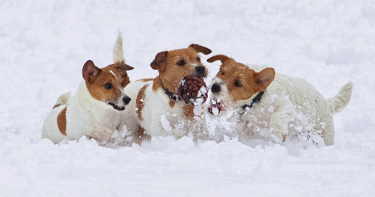 Dog days of winter: Send us photos of your pets having fun outside