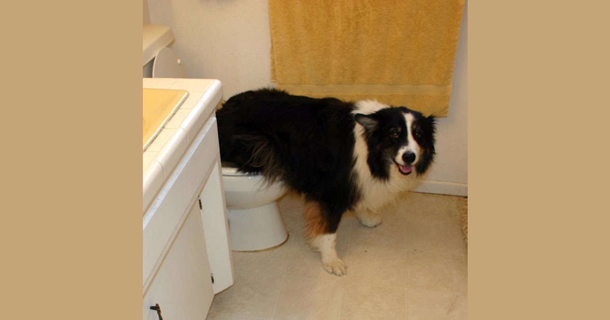 'What the What?!' caption contest: Toby on the toilet